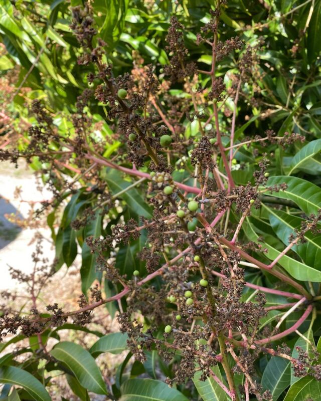 Photos | Nick's Island Tropical Fruit : Merritt Island