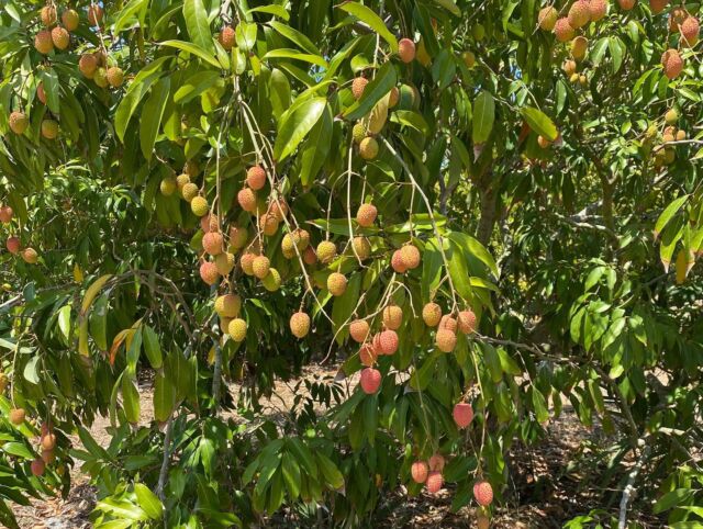 Photos | Nick's Island Tropical Fruit : Merritt Island